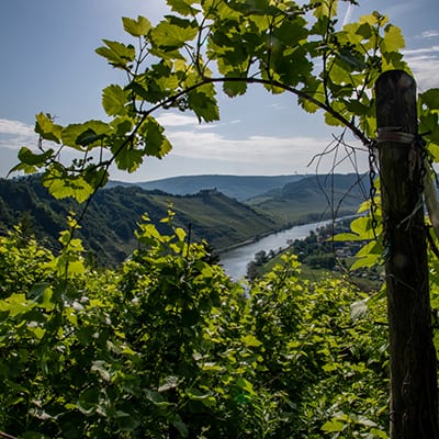 Cykelresor Moseldalen - längs Mosel | EverTrek